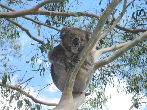Our remarkable indigenous animals | ChristianToday Australia