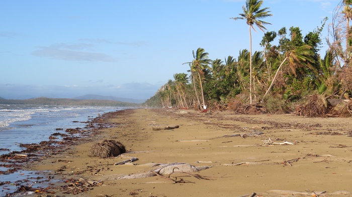 The mango tree at Laguna Quays Respite | ChristianToday Australia